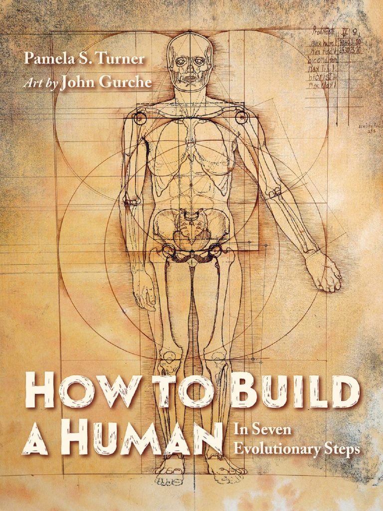 How to Build a Human In Seven Evolutionary Steps – Cooperative Children ...